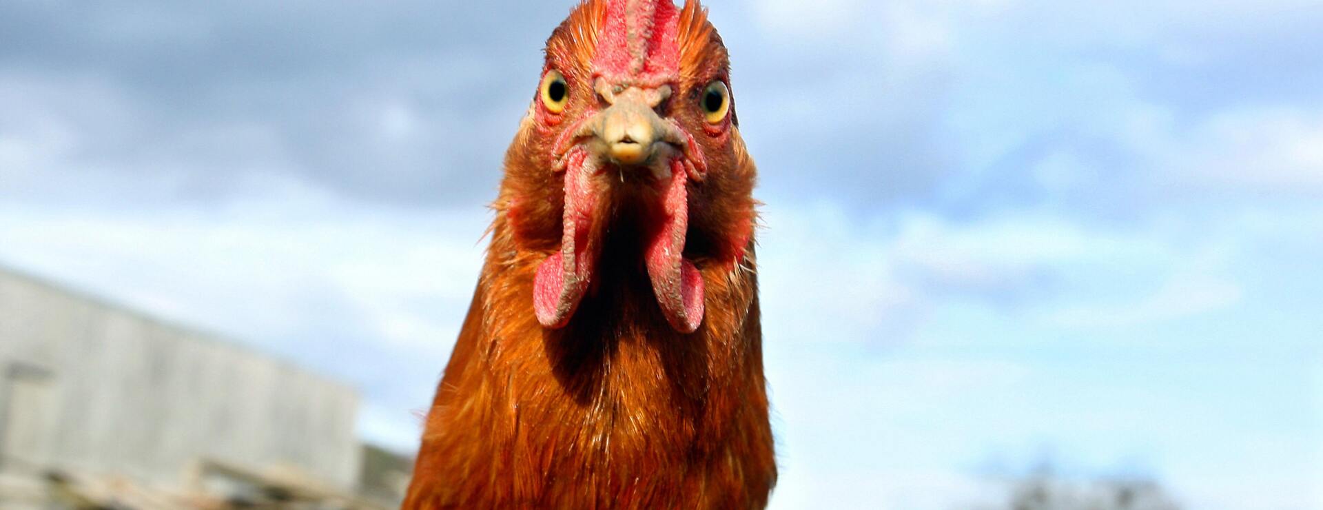 Chicken Trial Signals Antitrust Warning to US Protein Industry Chicken Trial Signals Antitrust Warning to US Protein Industry